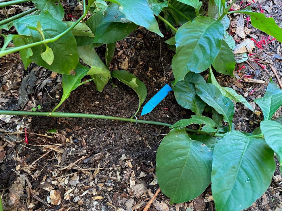 Propagating Plants by Layering | Gardening in the Panhandle