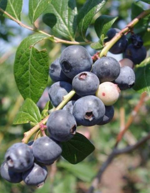 Larry Williams | Gardening in the Panhandle