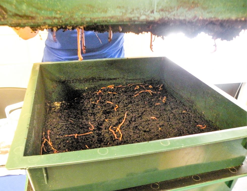 Vermicompost | Gardening in the Panhandle