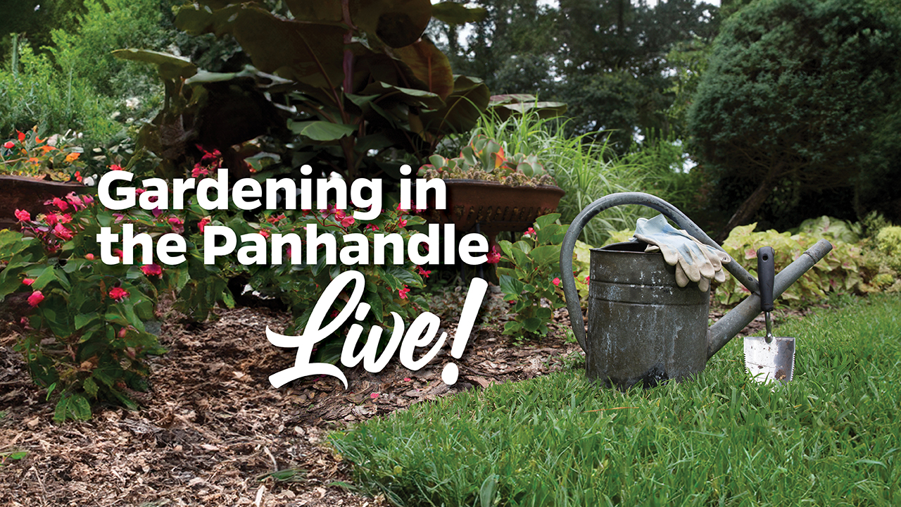 2024 Gardening In The Panhandle Live New Year New Format Gardening In The Panhandle