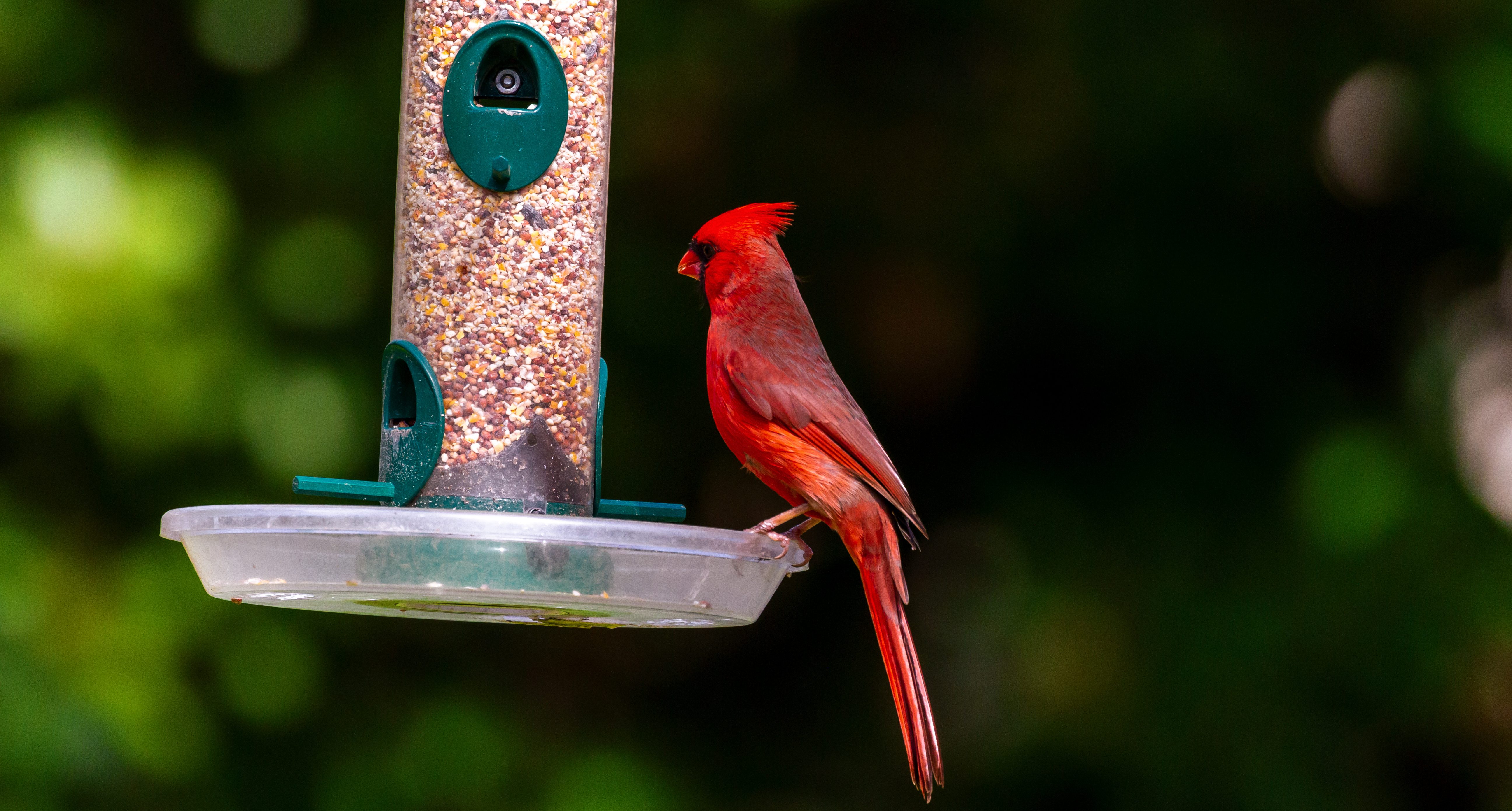 Bird Feeder Surprises | Gardening in the Panhandle