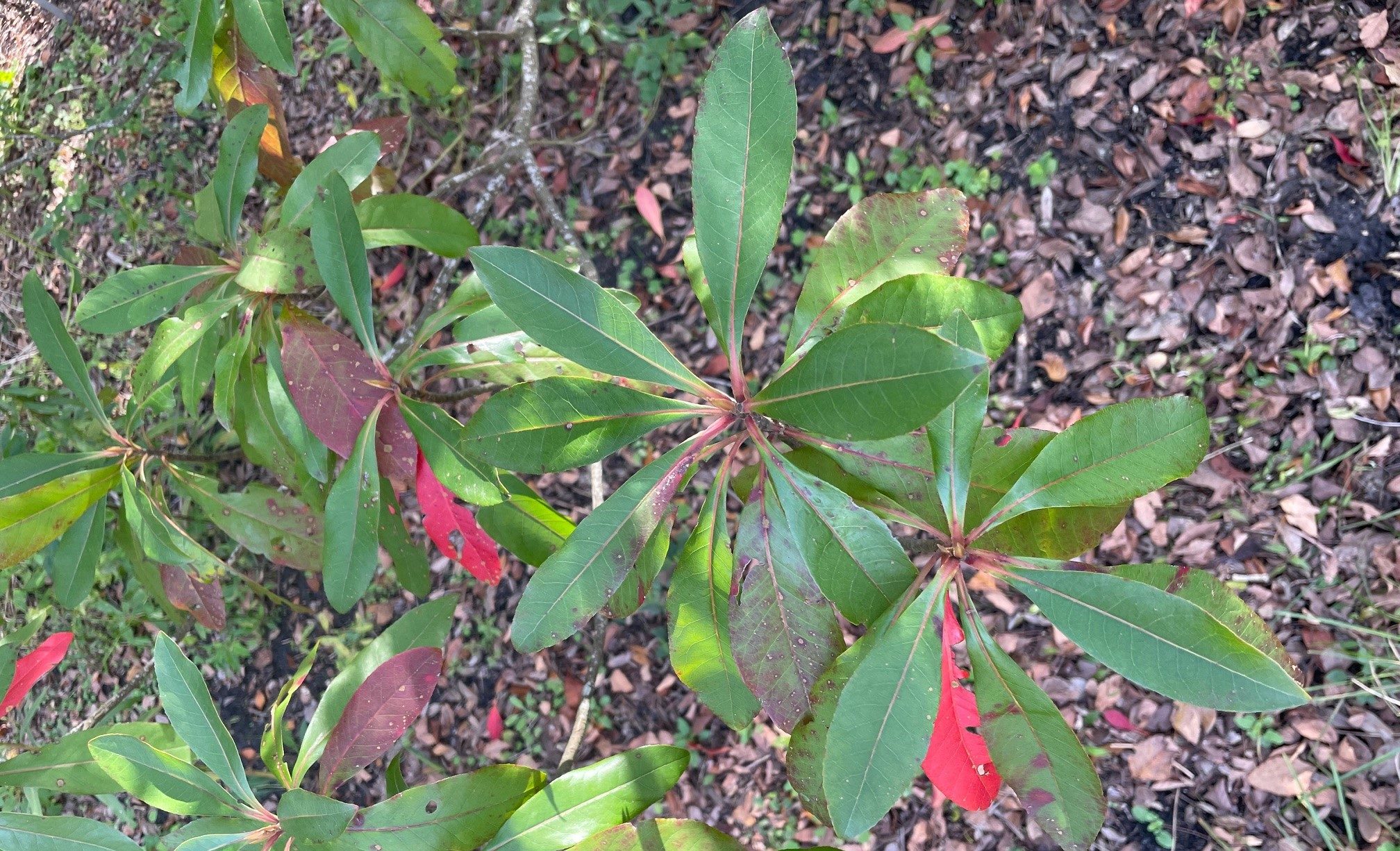 The Franklin Tree | Gardening in the Panhandle