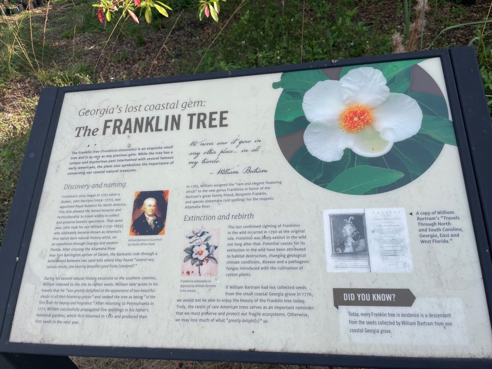 The Franklin Tree | Gardening in the Panhandle