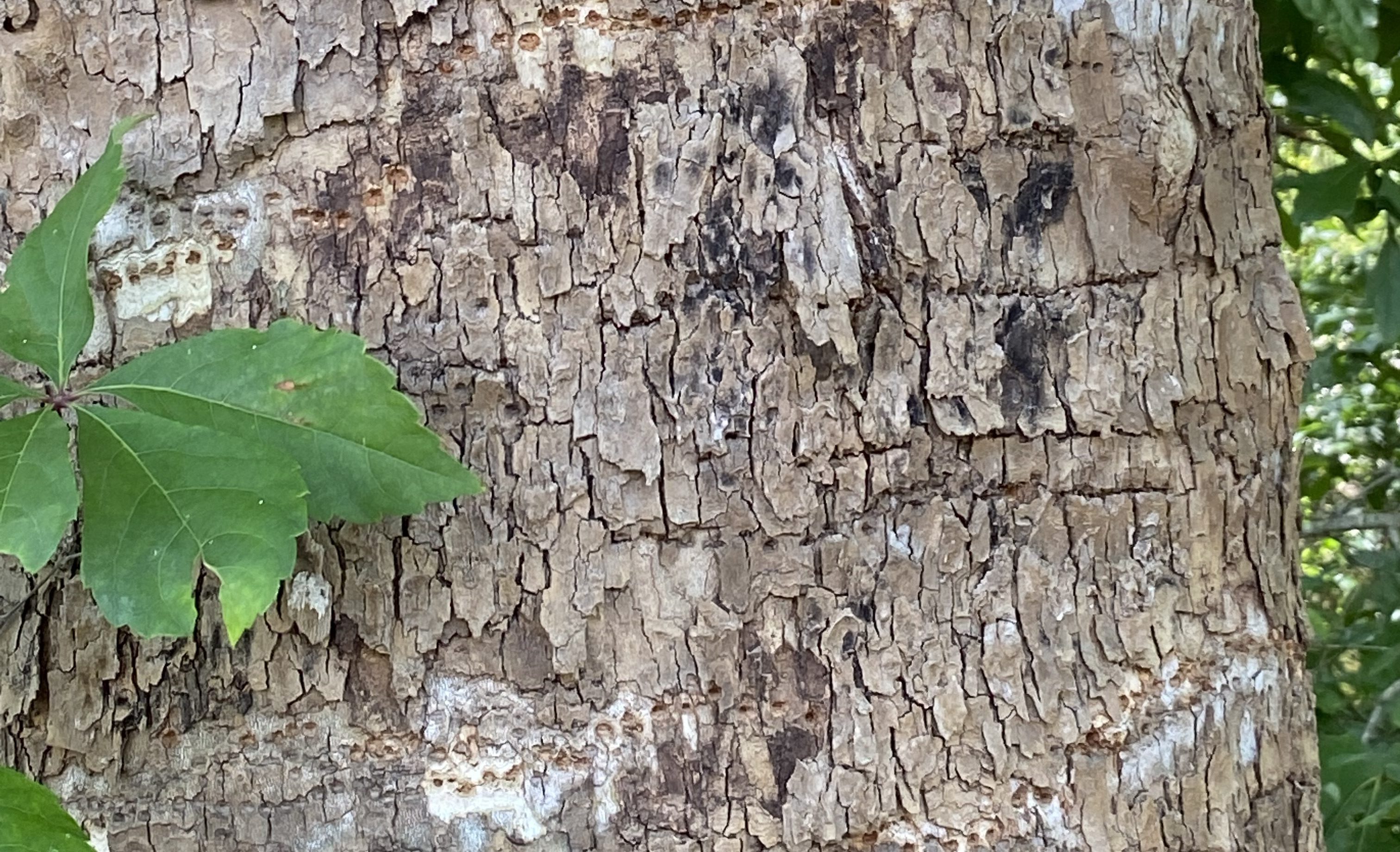 What is Drilling Holes in My Trees? | Gardening in the Panhandle