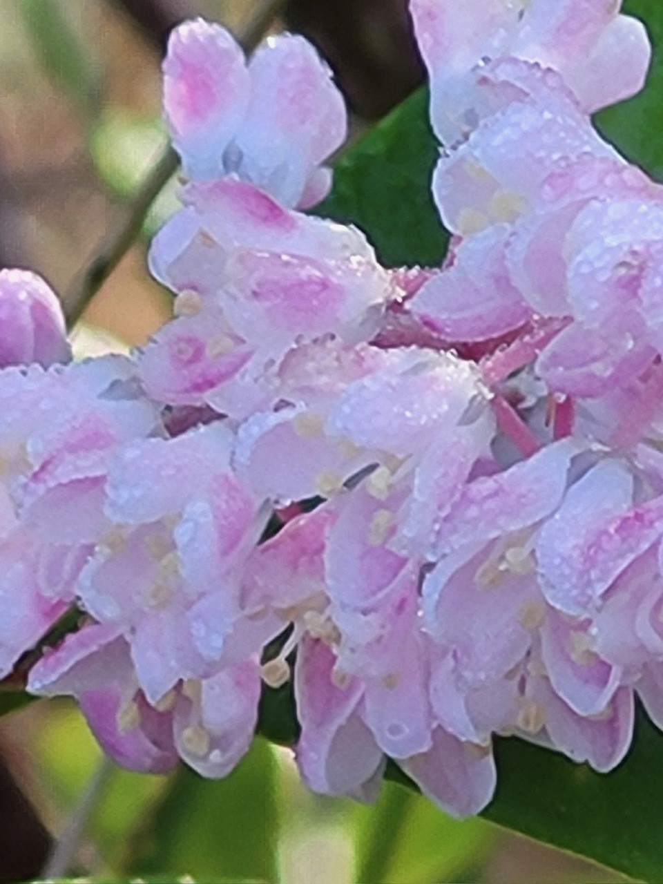 Chipolo-Pink-2-1 | Gardening in the Panhandle