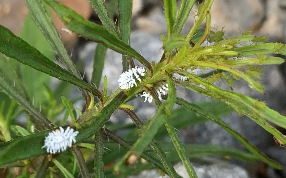 Gardening in the Panhandle