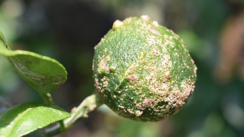 Gardening in the Panhandle