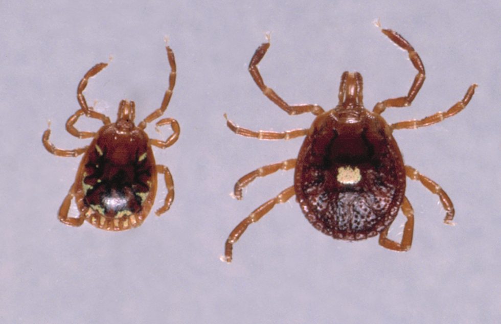 Gardening in the Panhandle