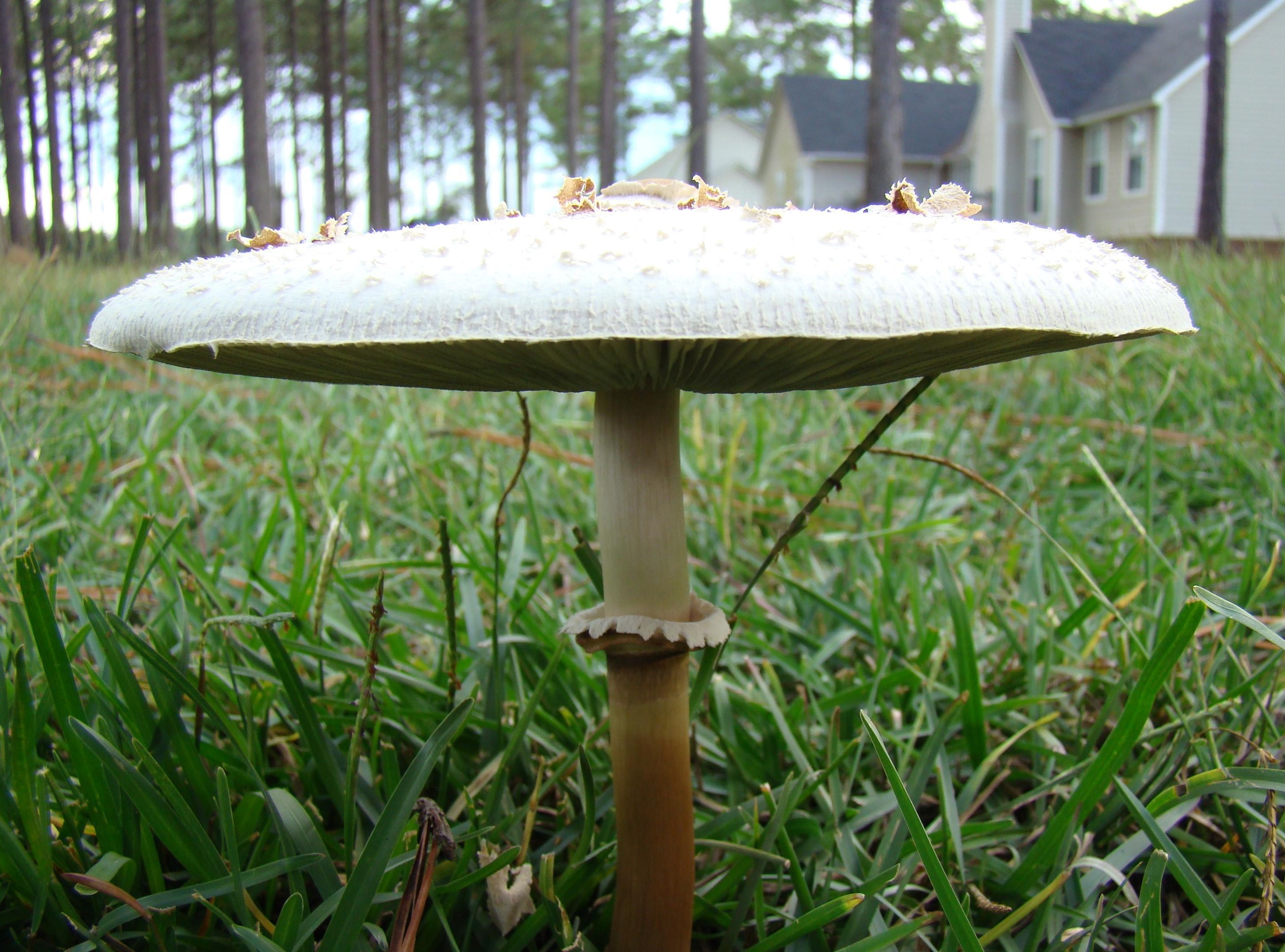 false parasol or green-spored parasol Chlorophyllum molybdites Rebekah ...