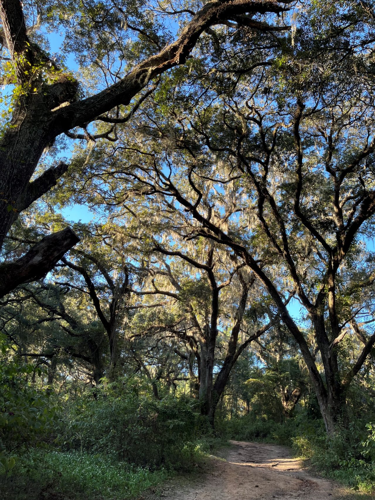 The Top Trees Behind Springtime Allergies | Gardening in the Panhandle