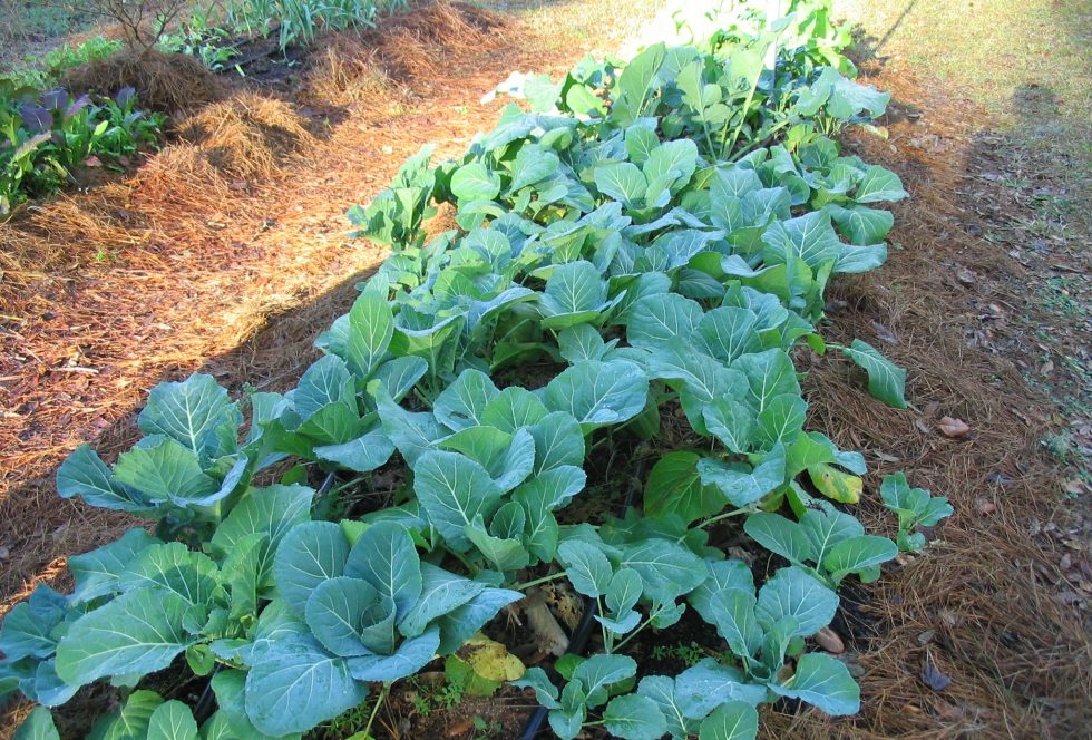 Fall Gardening Spotlight: Collard Greens | Gardening in the Panhandle