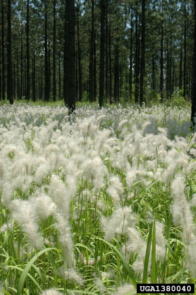 Invasive Species of the Day Series (March 4th): Cogongrass and Hydrilla ...
