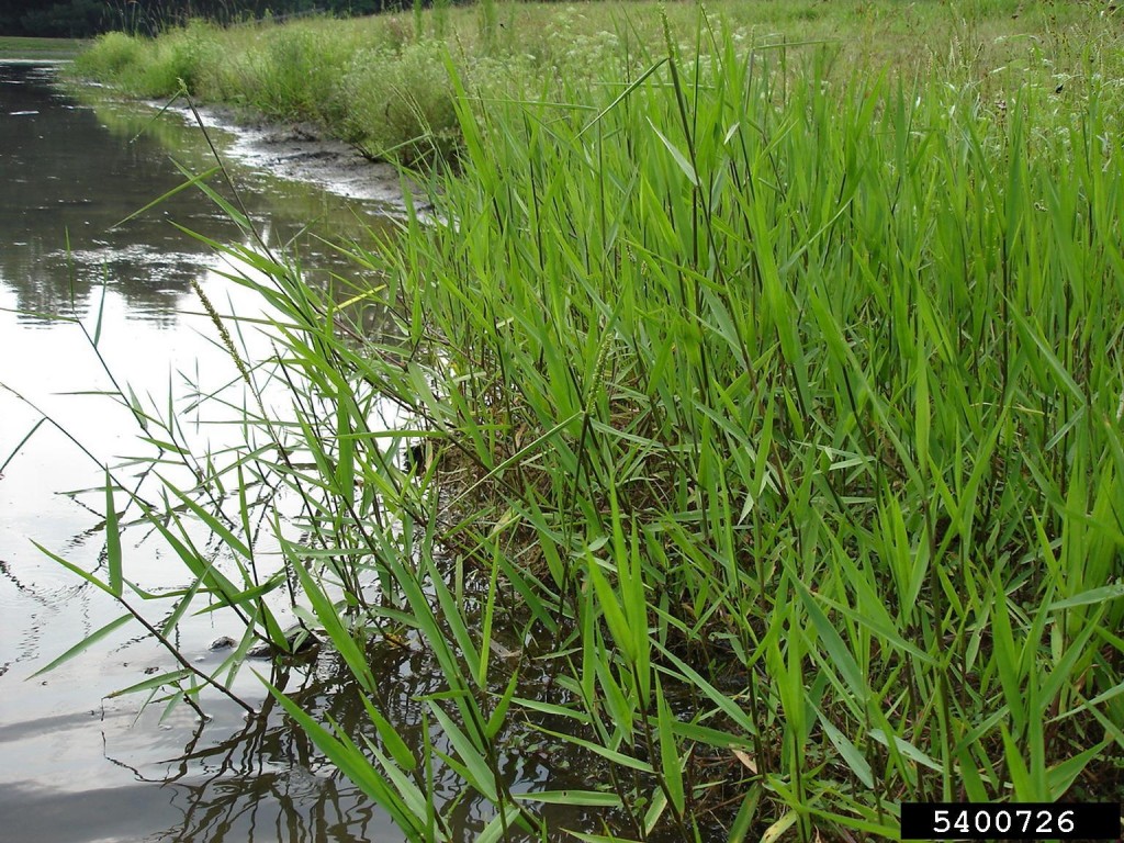 Invasive Species of the Day (March 5th): Torpedo Grass & Hydrilla ...