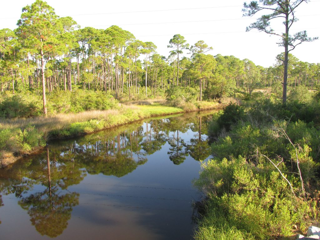 Photo caption – Coastal slash pine forest vulnerable to sea level rise ...