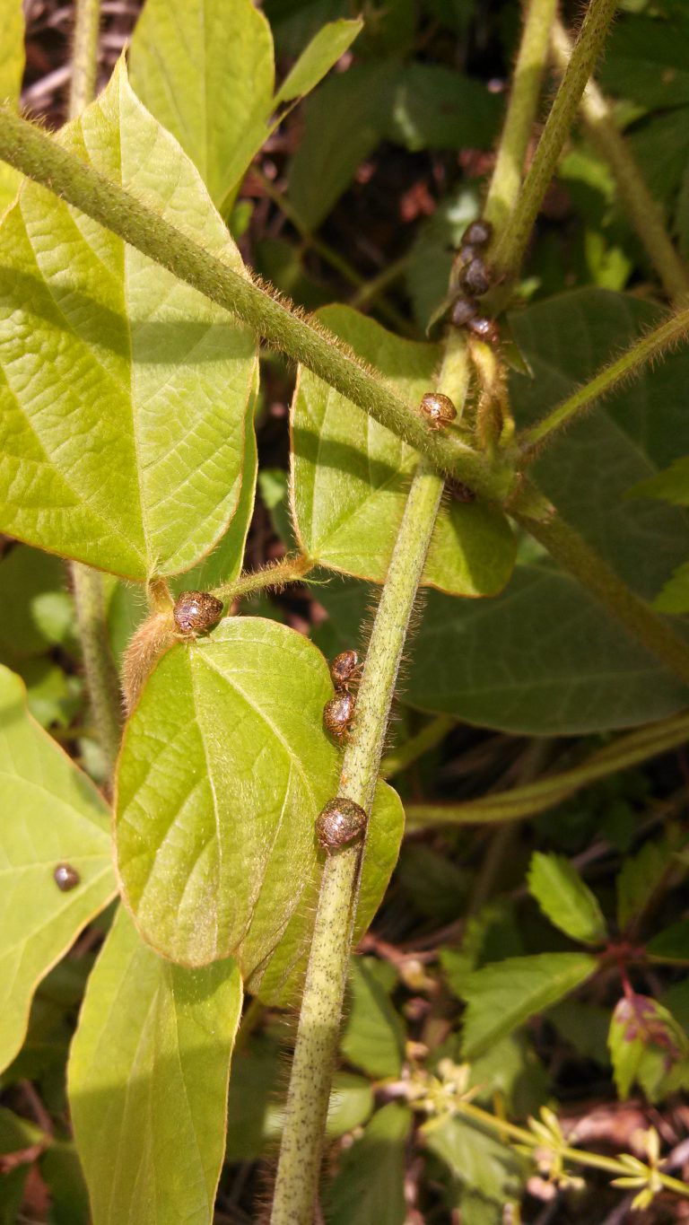 NISAW 2017: The Kudzu Bug | Panhandle Outdoors