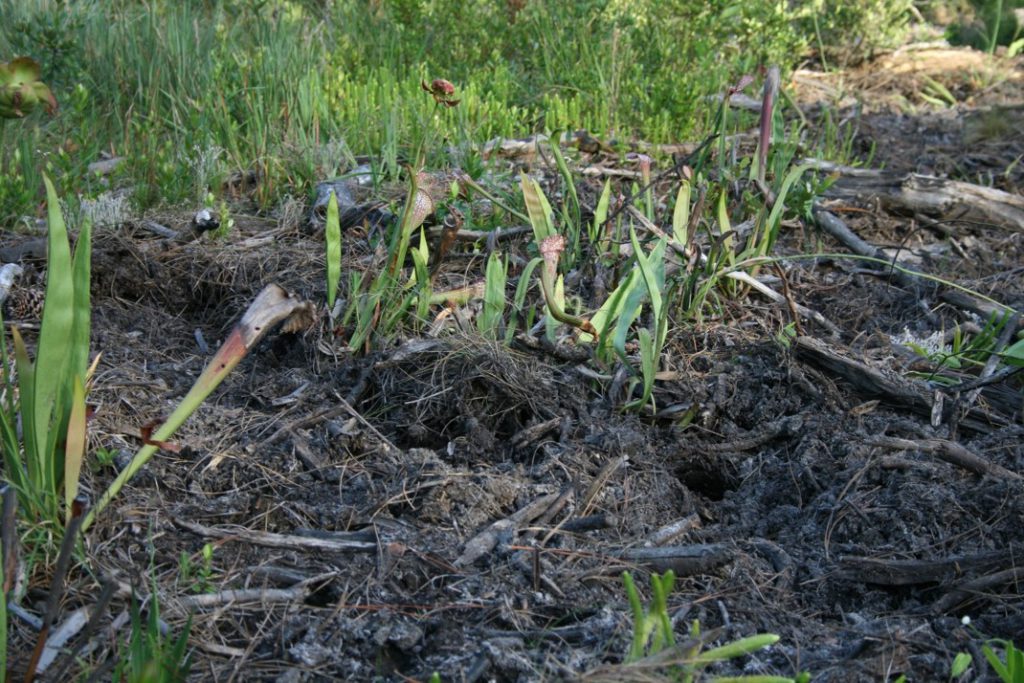 NISAW 2018: Successful Feral Hog Management | Panhandle Outdoors