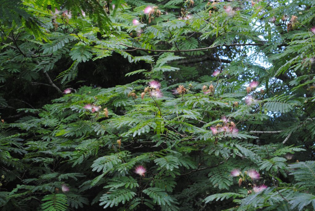 The Beautiful, but Invasive, Mimosa | Panhandle Outdoors