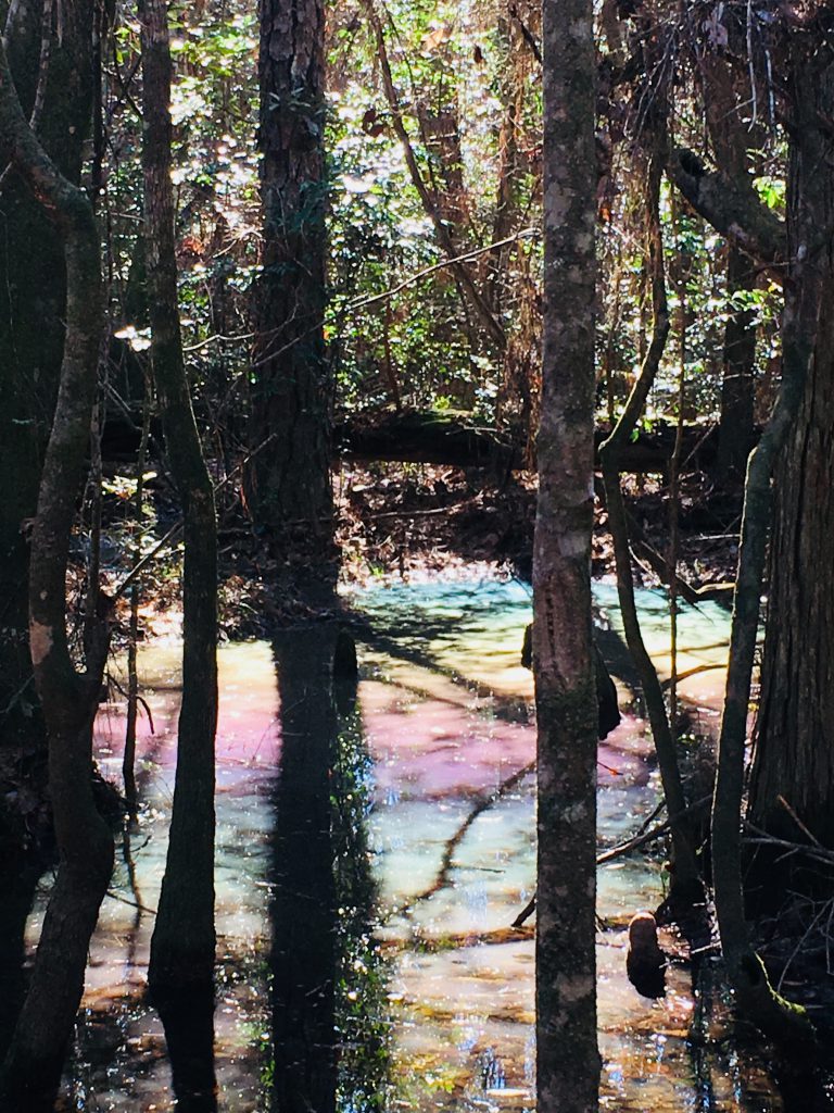 Panhandle Ecotourism: Blackwater River State Park | Panhandle Outdoors