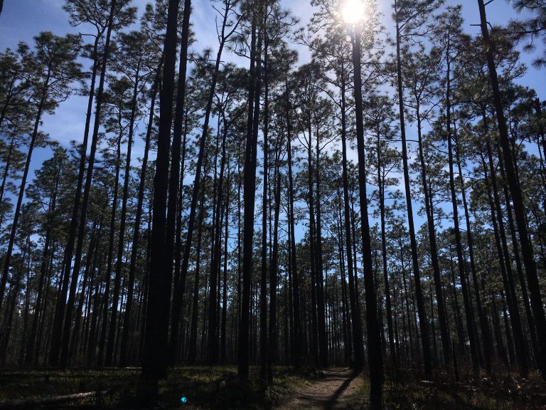 Panhandle Ecotourism: Blackwater River State Park | Panhandle Outdoors