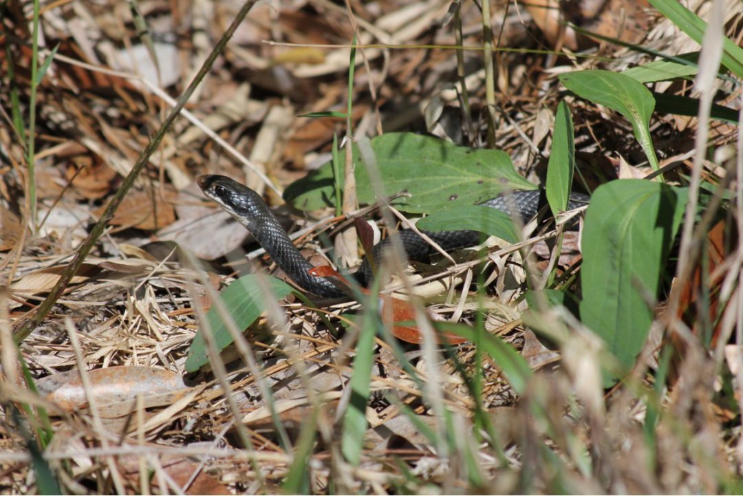A Speedy Serpent – the Southern Black Racer | Panhandle Outdoors