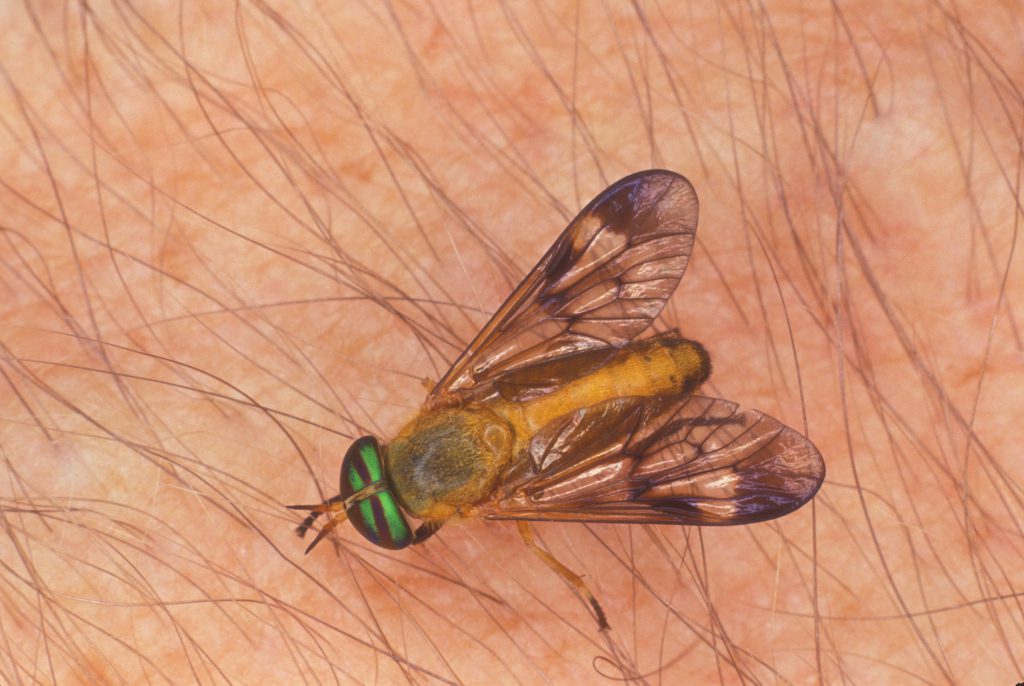 Yellow flies, deer flies and horse flies, oh my! | Panhandle Outdoors
