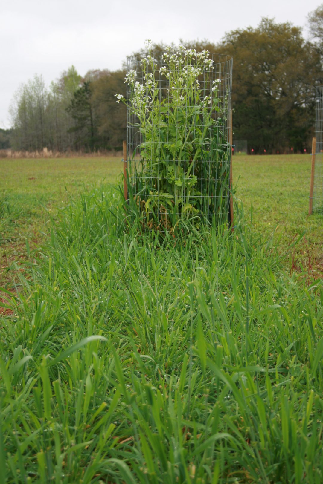 3 Steps to Successful Food Plots | Panhandle Outdoors