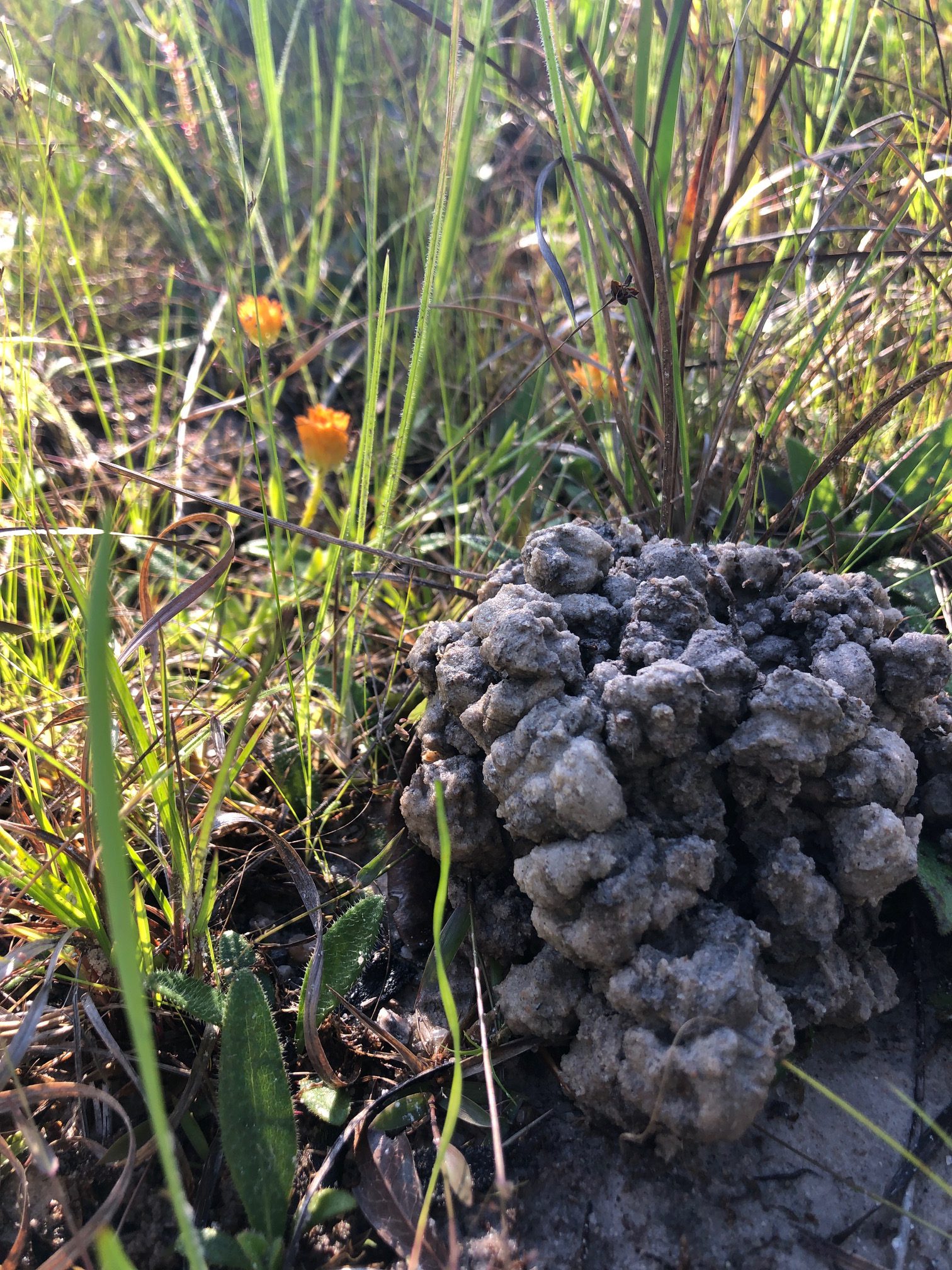 Crawfish! | Panhandle Outdoors