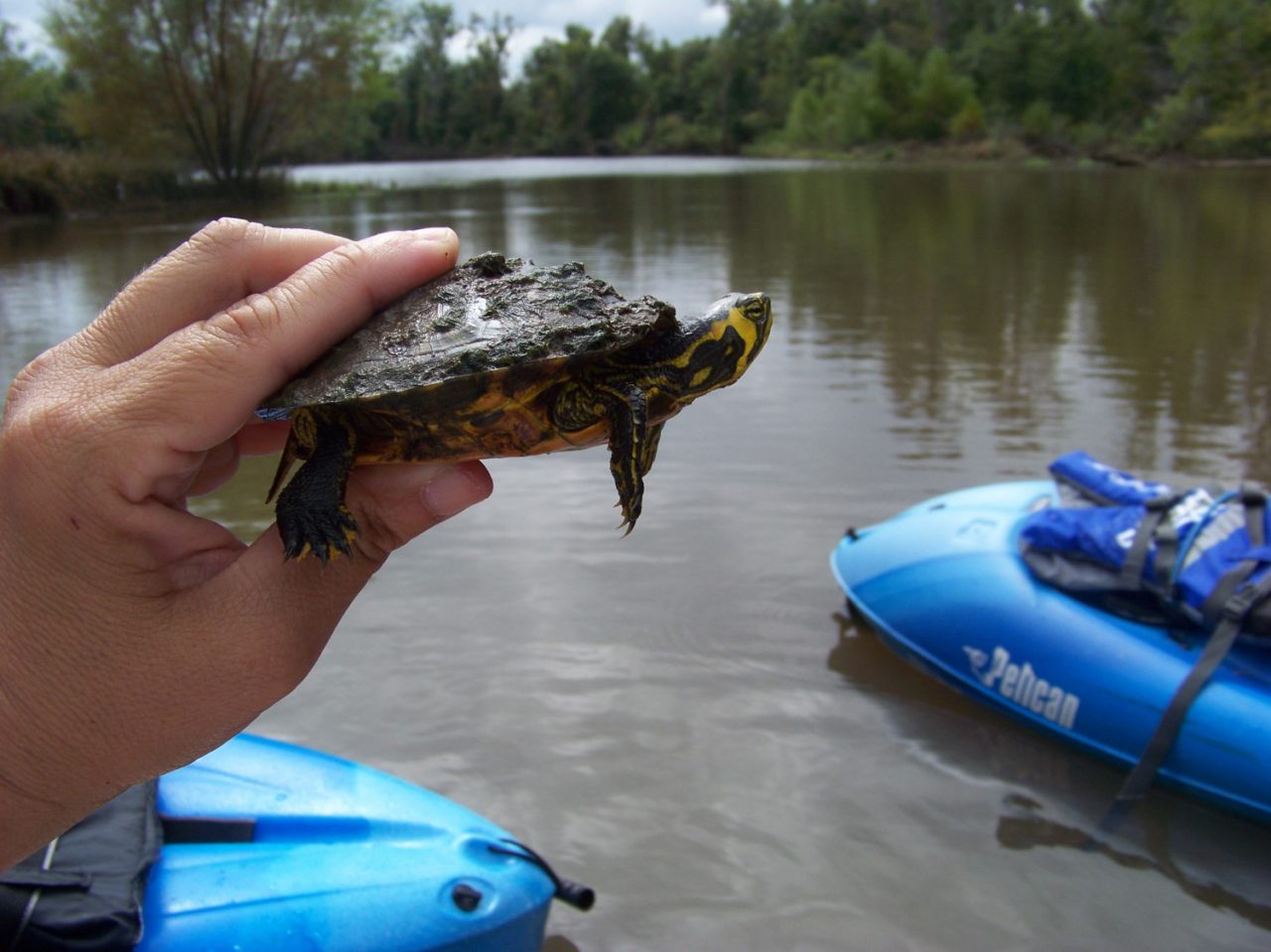 2020 Year of the Turtle – the Sliders | Panhandle Outdoors