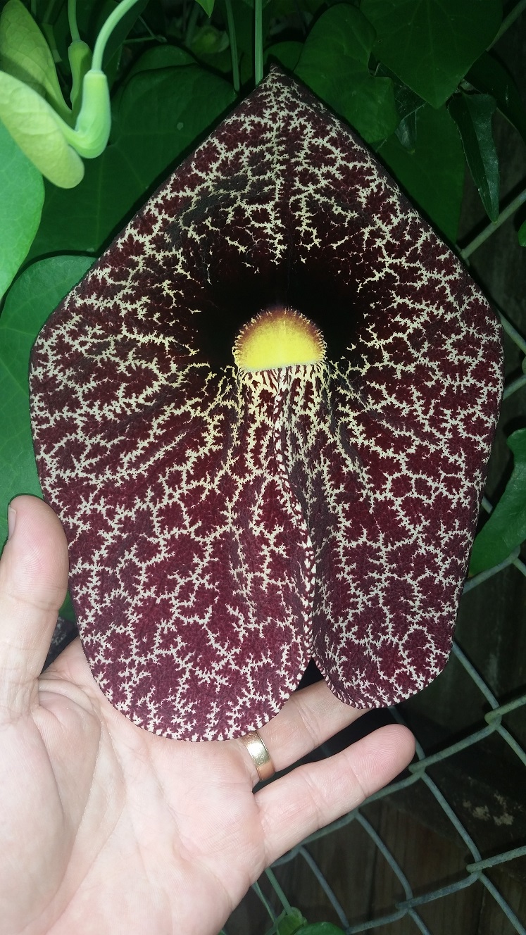 Fly Trapping Plant That Does NOT Eat its Catch | Panhandle Outdoors