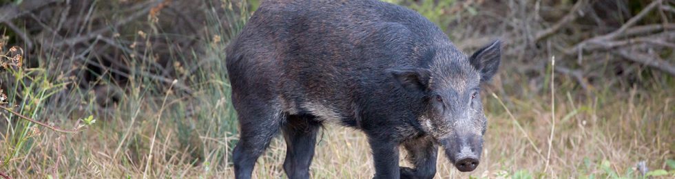 Dirty Dozen Invasive Species of the Month – Feral Hogs | Panhandle Outdoors