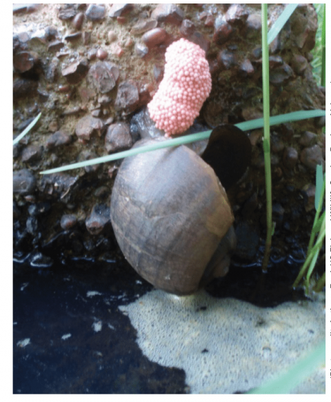 Six Rivers EDRR Invasive Species of the Month – Apple Snails ...