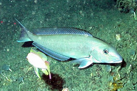 Tilefish of the Florida Panhandle | Panhandle Outdoors