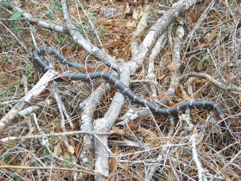 Fall Snake Encounters | Panhandle Outdoors