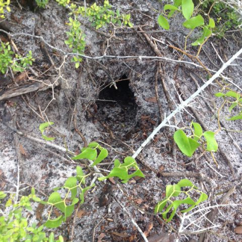 Barrier Island Wildlife in the Florida Panhandle; Part 6 The Maritime ...