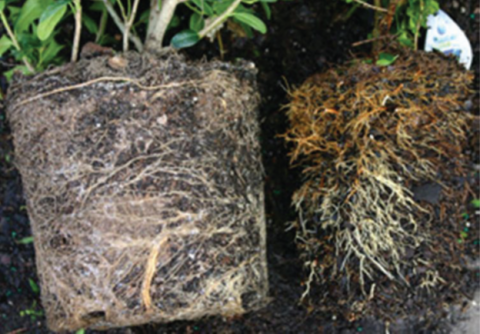 How to Plant a Tree for the Future | Panhandle Outdoors