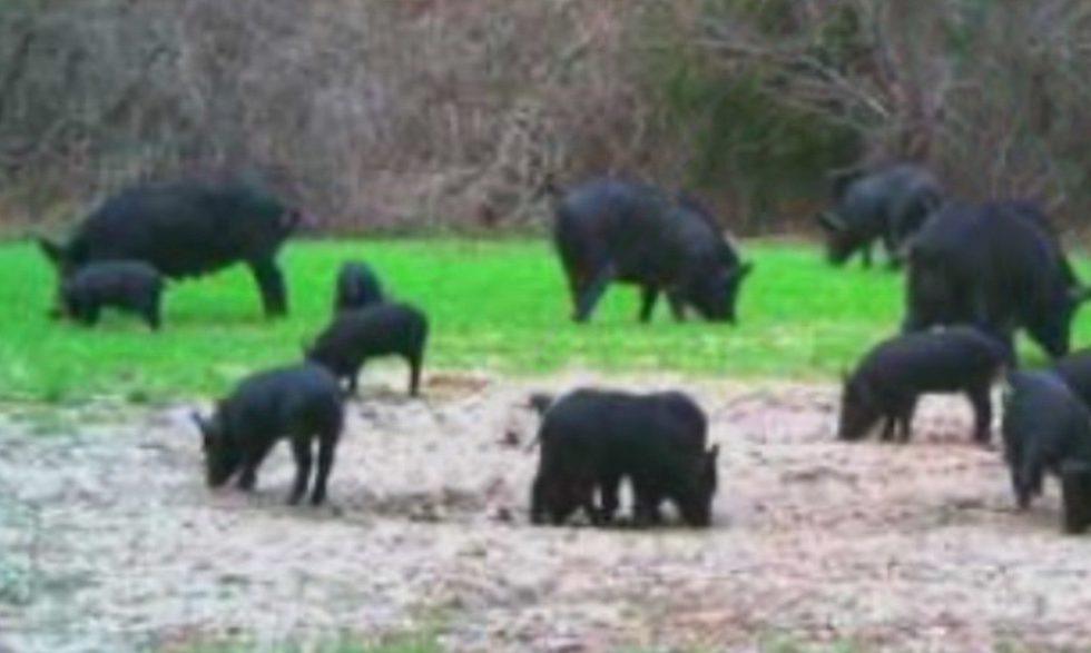 NISAW: Wild Hogs, an invasive species to Escambia County | Panhandle ...