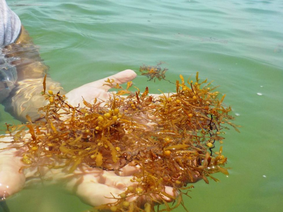A Large Mass of Seaweed is Heading to Florida; Will It Impact the ...