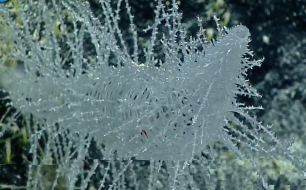 A Sea of Grass; Part 3 – The Sponges | Panhandle Outdoors