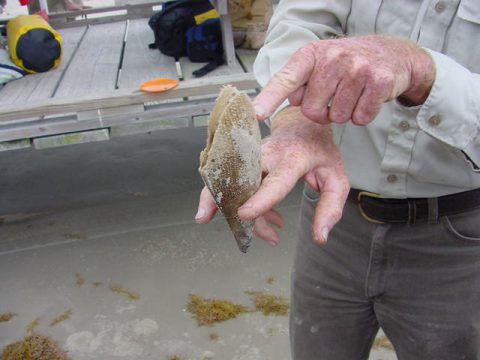 A Sea of Grass; Part 6 – The Mollusk | Panhandle Outdoors