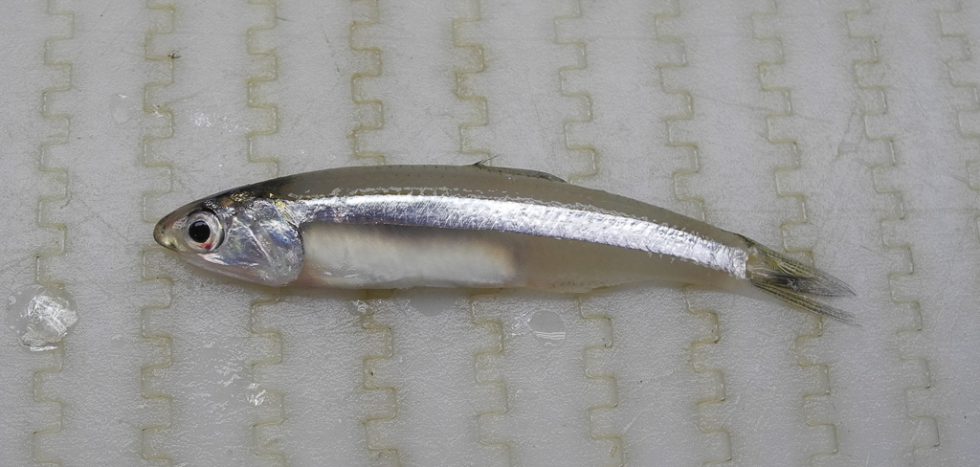 A Sea of Grass; Part 10 – The Fish | Panhandle Outdoors