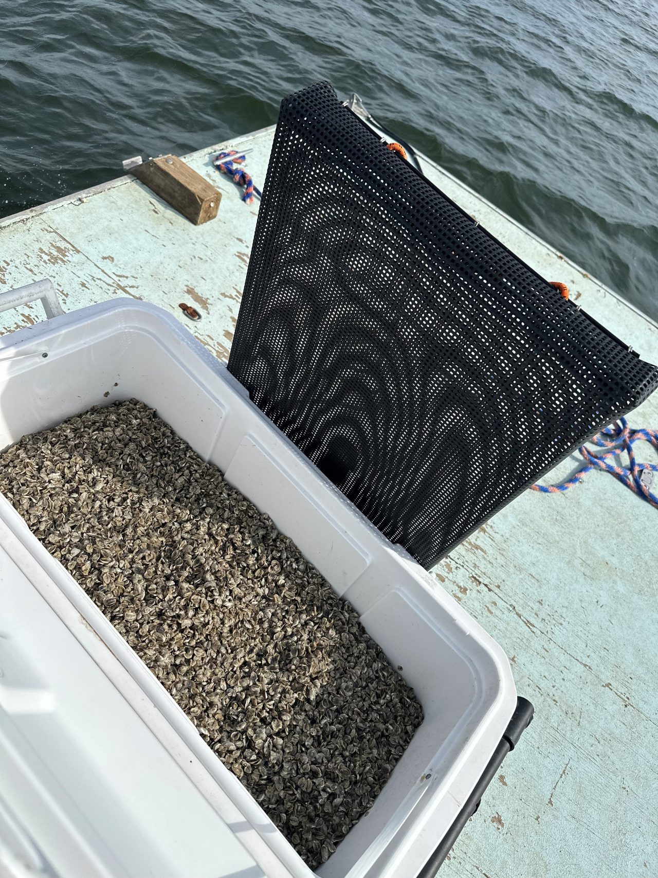 From Seed to Shuck – More Oyster 101 | Panhandle Outdoors