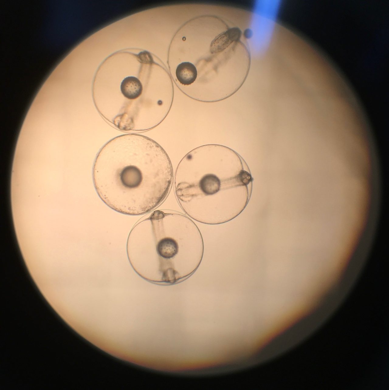 Pompano! The Silver Surfers of the Emerald Coast | Panhandle Outdoors