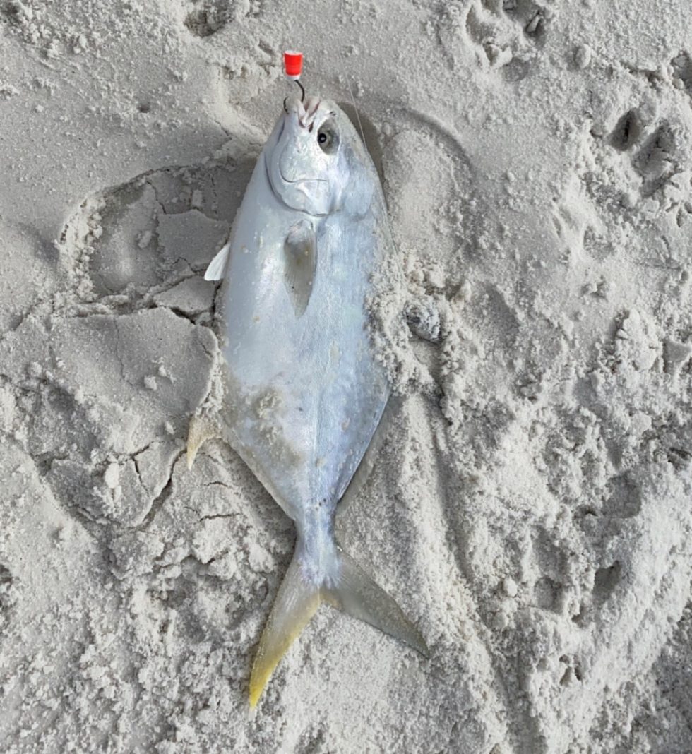 Pompano! The Silver Surfers of the Emerald Coast | Panhandle Outdoors