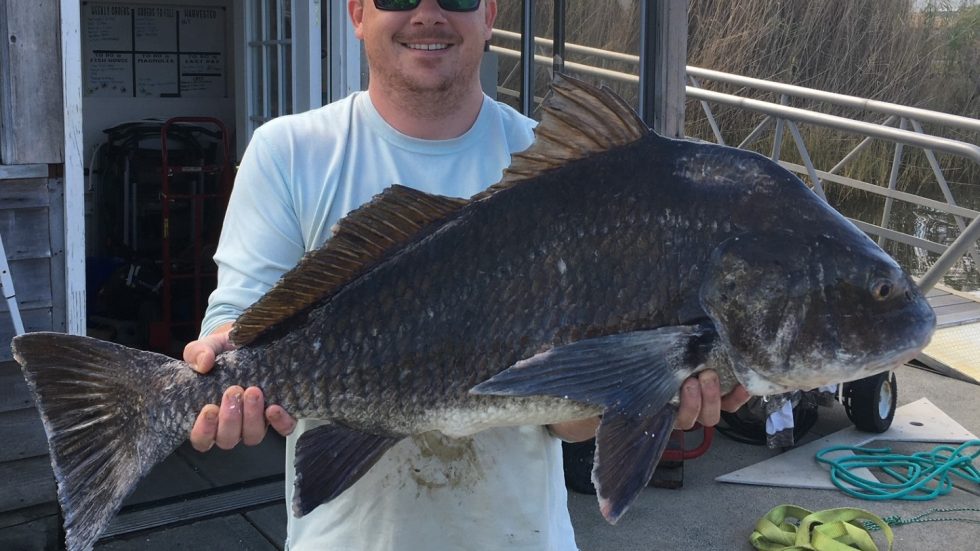 Oyster Predators in the Florida Panhandle | Panhandle Outdoors