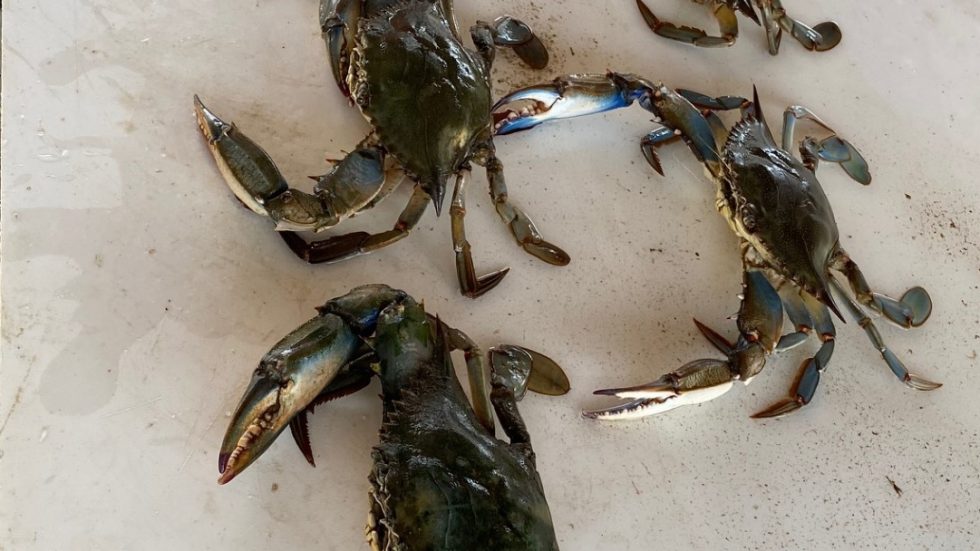 Oyster Predators in the Florida Panhandle | Panhandle Outdoors
