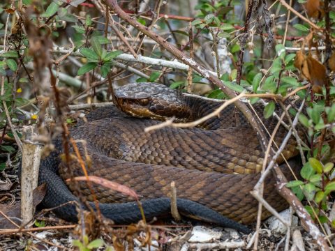 Birds | Panhandle Outdoors
