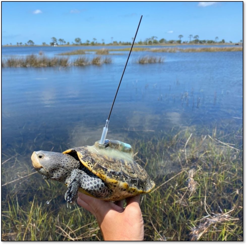 Tagging Wildlife Part 1 – Introduction | Panhandle Outdoors