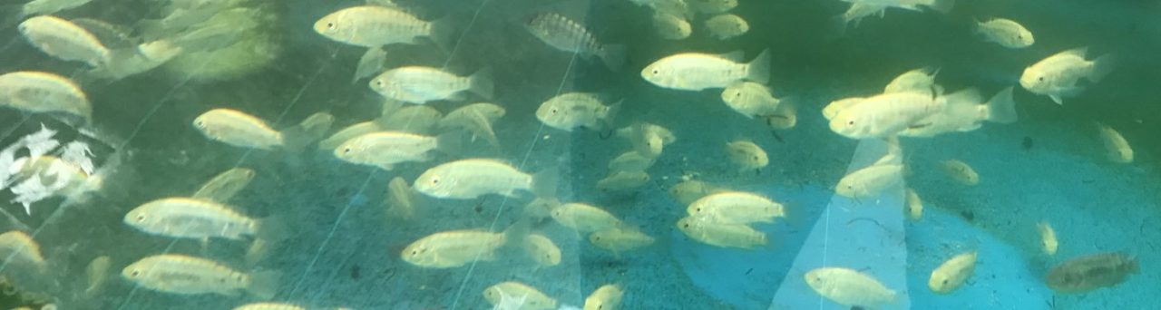 Using Fish to Grow Food in Aquaponics | Panhandle Outdoors