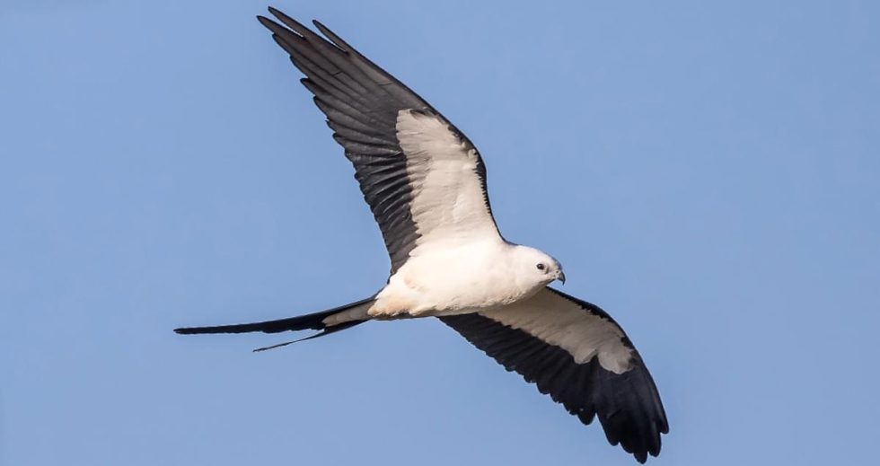 The Swallow-tailed Kites are Back | Panhandle Outdoors