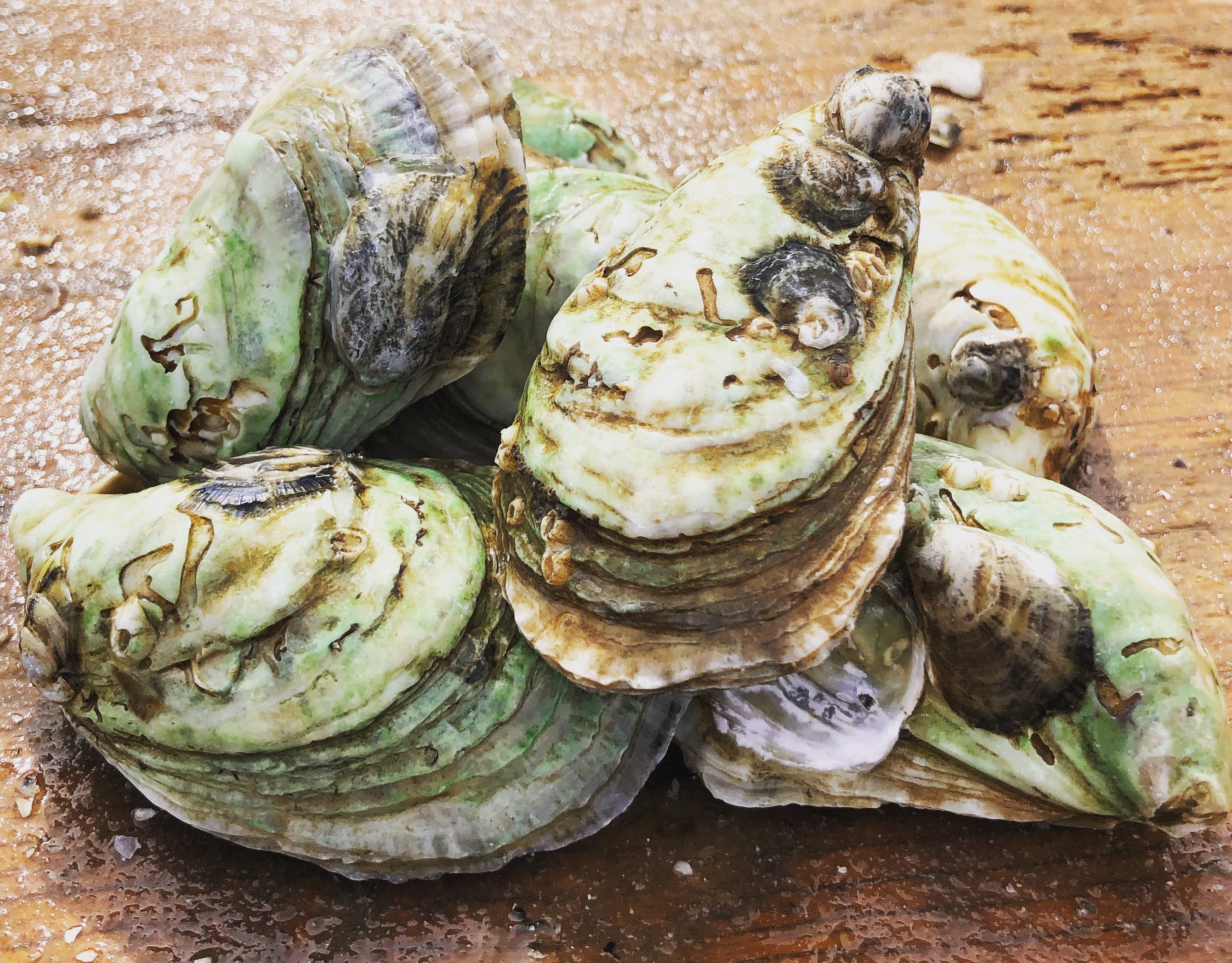 The Estuary’s Natural Filtration System Pt. 1 | Panhandle Outdoors